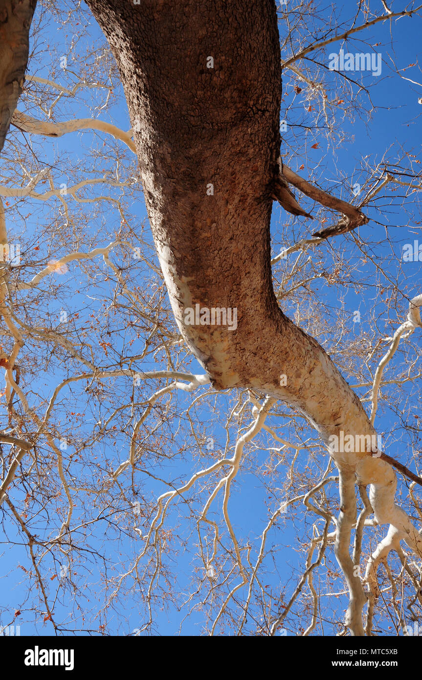 Sycamore tree arizona hi-res stock photography and images - Alamy