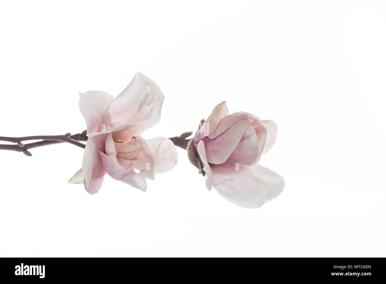 Magnolia tree fresh pink Cut Out Stock Images & Pictures - Alamy