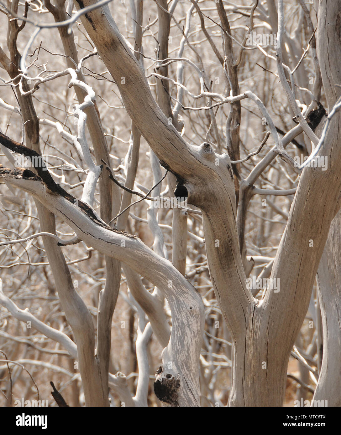 Trees killed by forest fires are bleached by the elements, Summerhaven ...