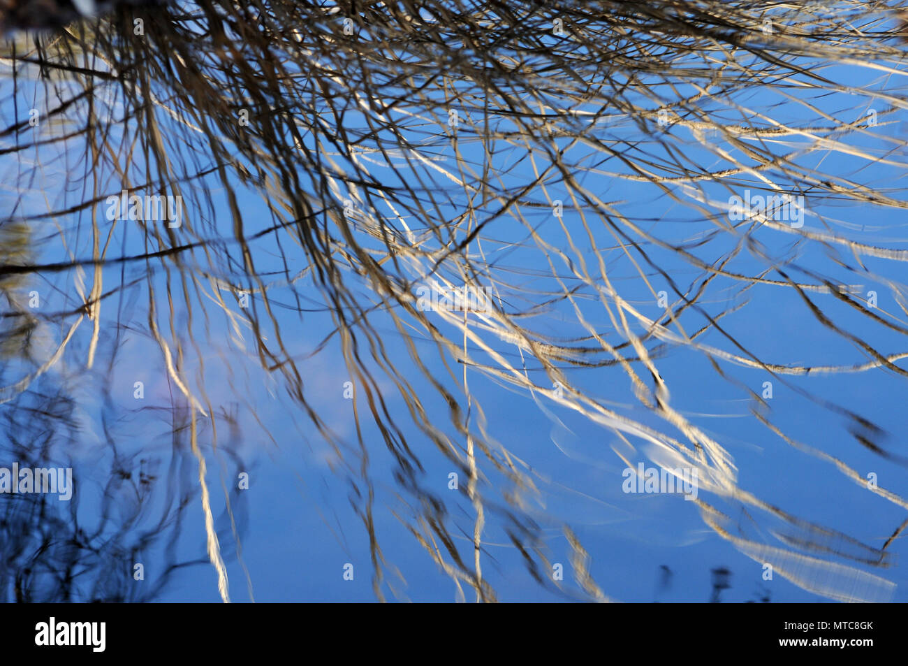 Native grasses reflect in Gardner Canyon Creek, Santa Rita Mountains ...