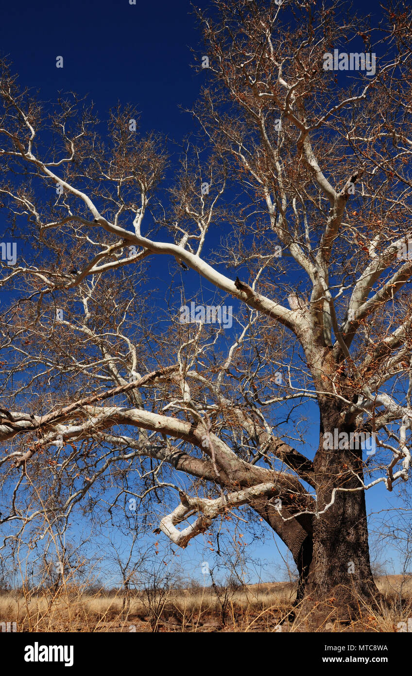 Sycamore Tree Arizona Stock Photos & Sycamore Tree Arizona Stock Images ...