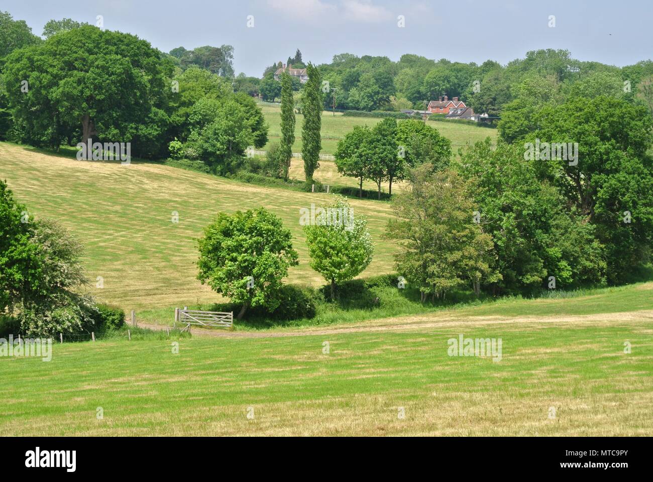 Green, Foliage, plants Stock Photo - Alamy
