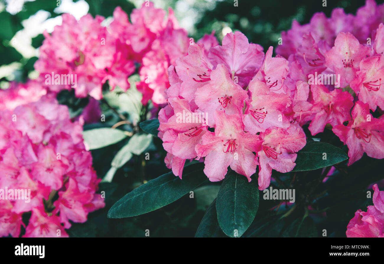 Rhododendron flower pattern Stock Photo - Alamy