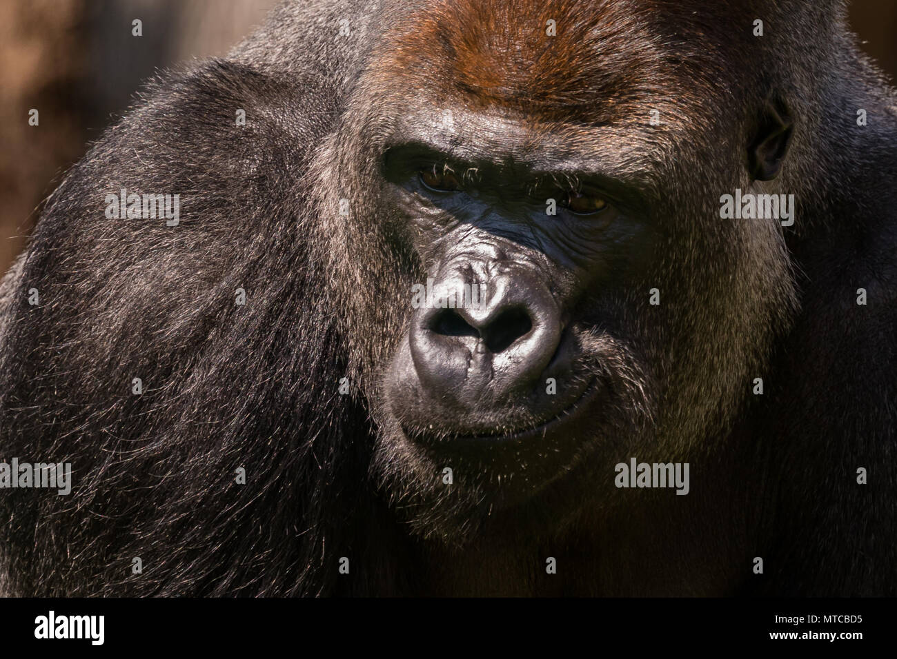 Western lowland gorilla, ZSL London Zoo, UK. Close up of male ...