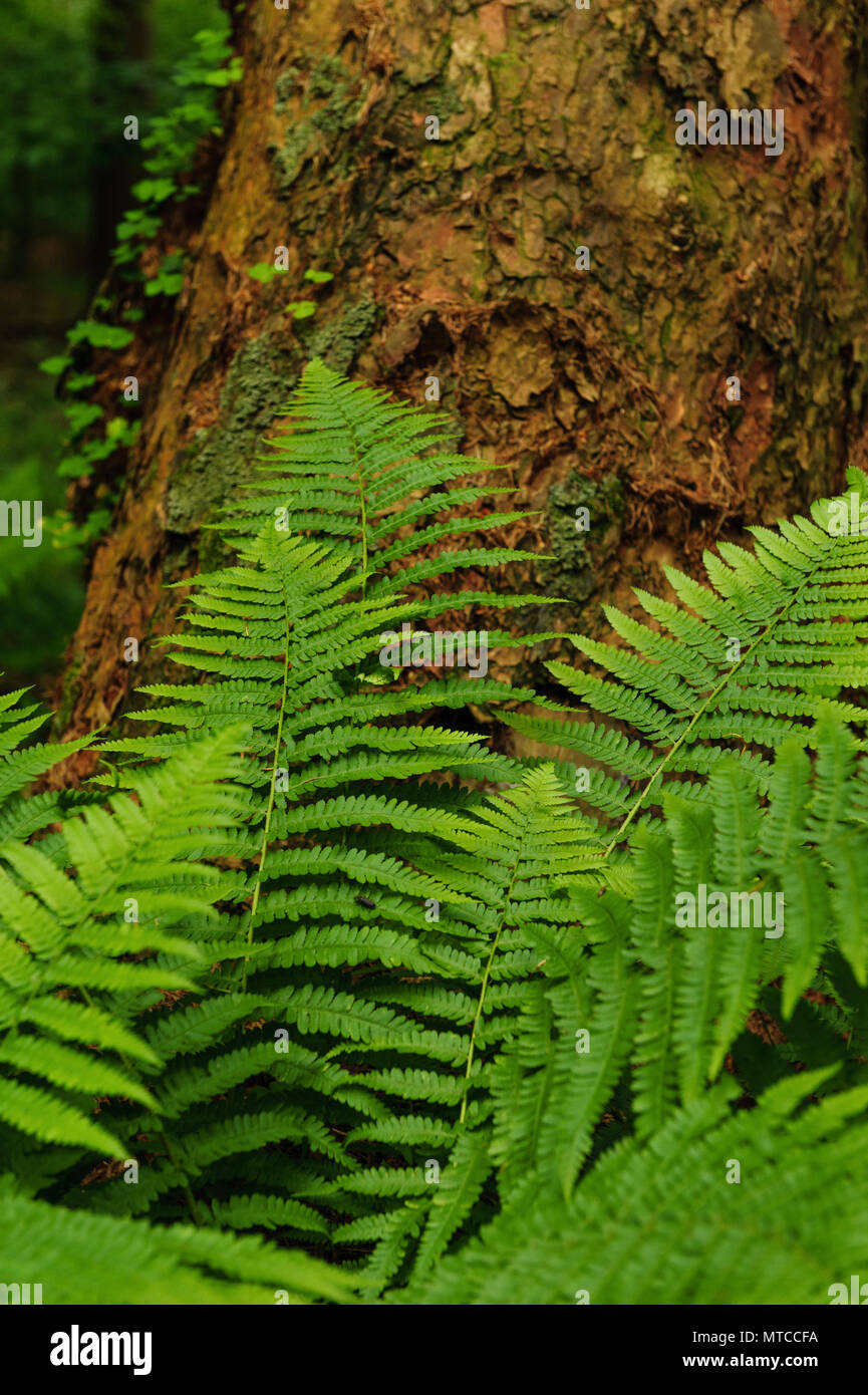 Fern with a tree in the background Stock Photo - Alamy