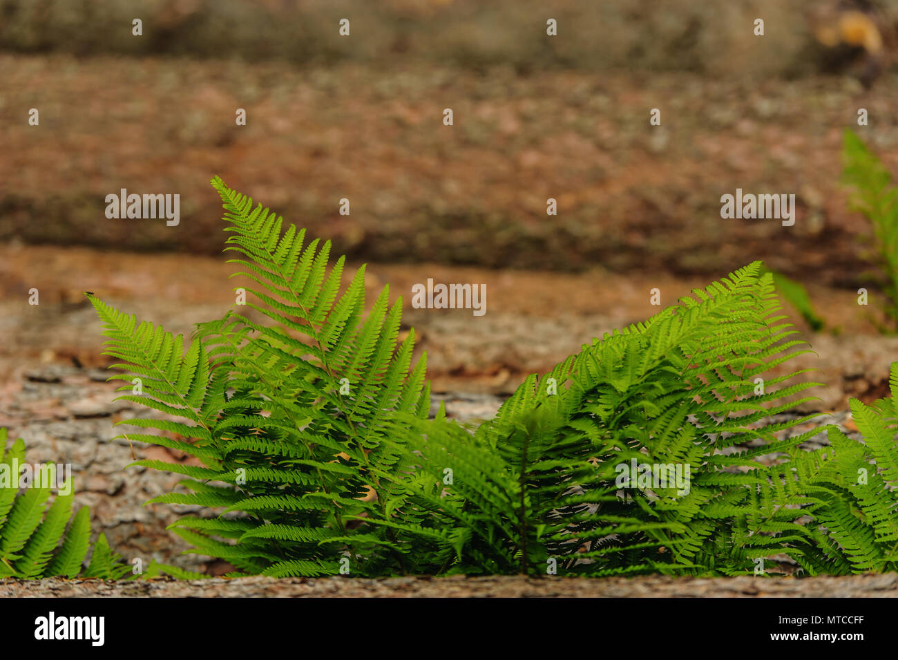 Lush green fern growing on hi-res stock photography and images - Alamy