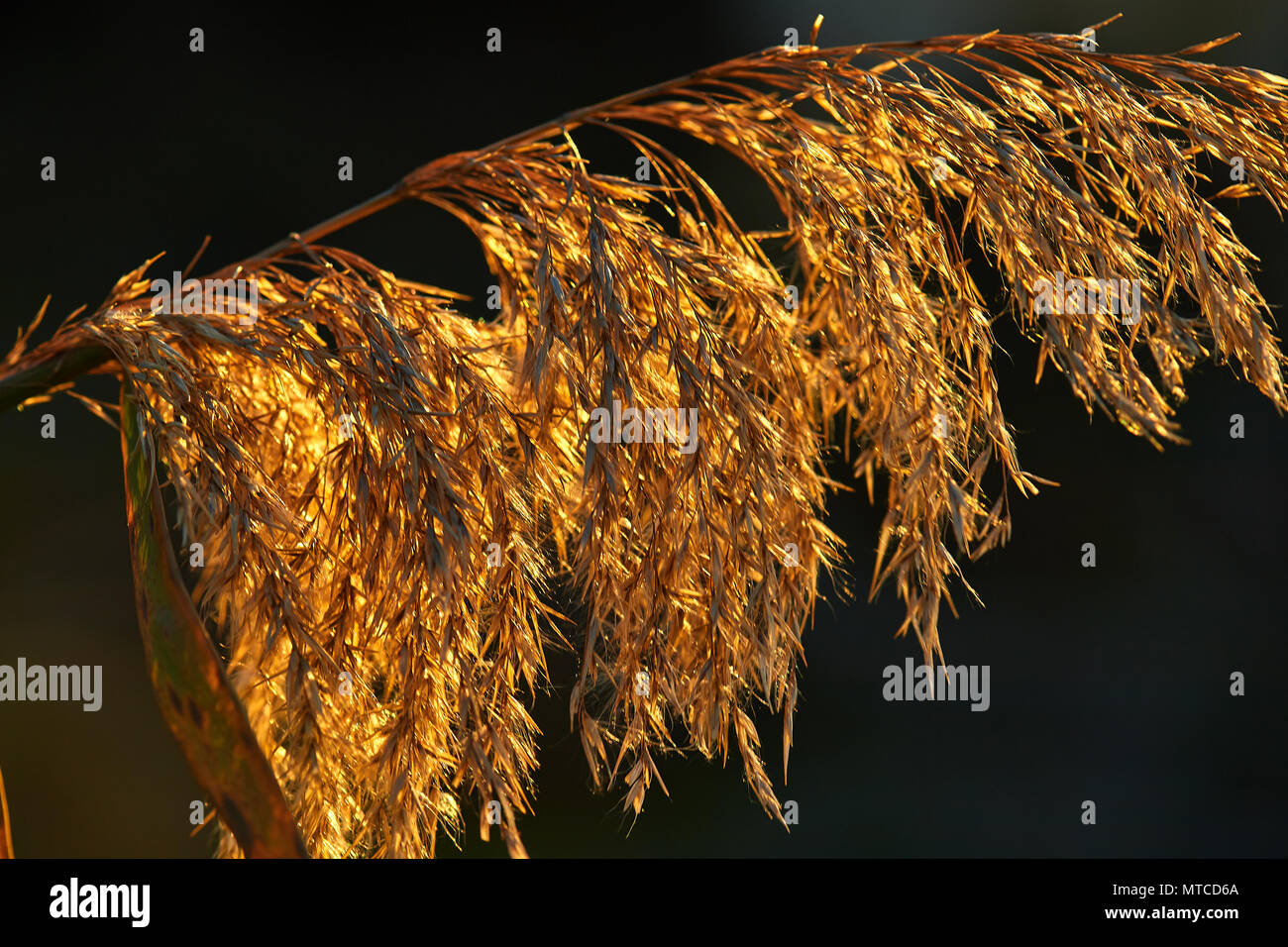 H reed hi-res stock photography and images - Alamy