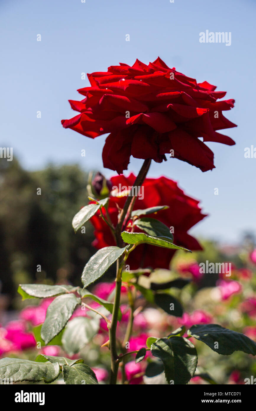 Rose garden full of beautiful fresh roses Stock Photo - Alamy