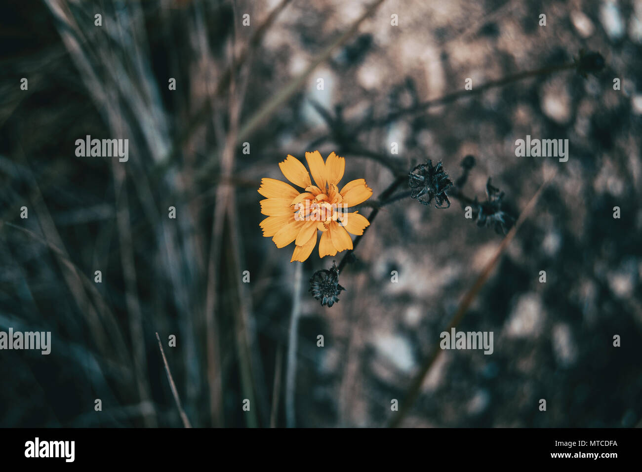 a yellow and small flower isolated in the field Stock Photo - Alamy