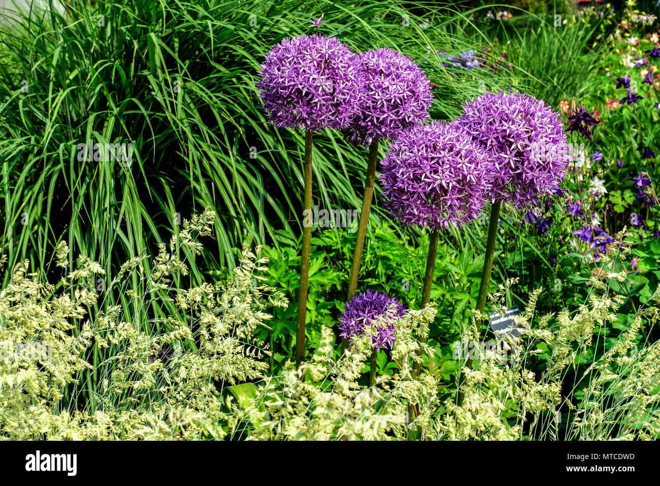 Allium Globemaster and grasses in bed Stock Photo - Alamy