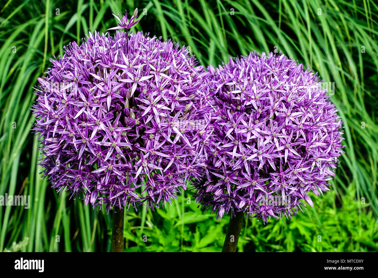 Purple balls Allium Globemaster in a garden Ornamental Onion balls ...