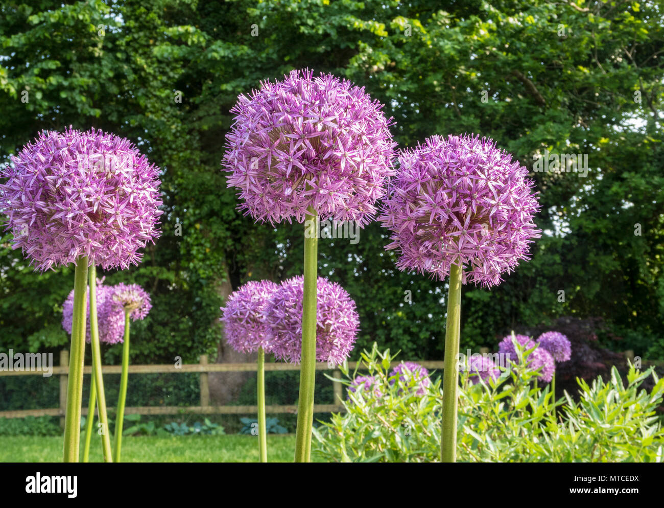 Allium globemaster, a giant allium, allium giganteum in full flower in ...