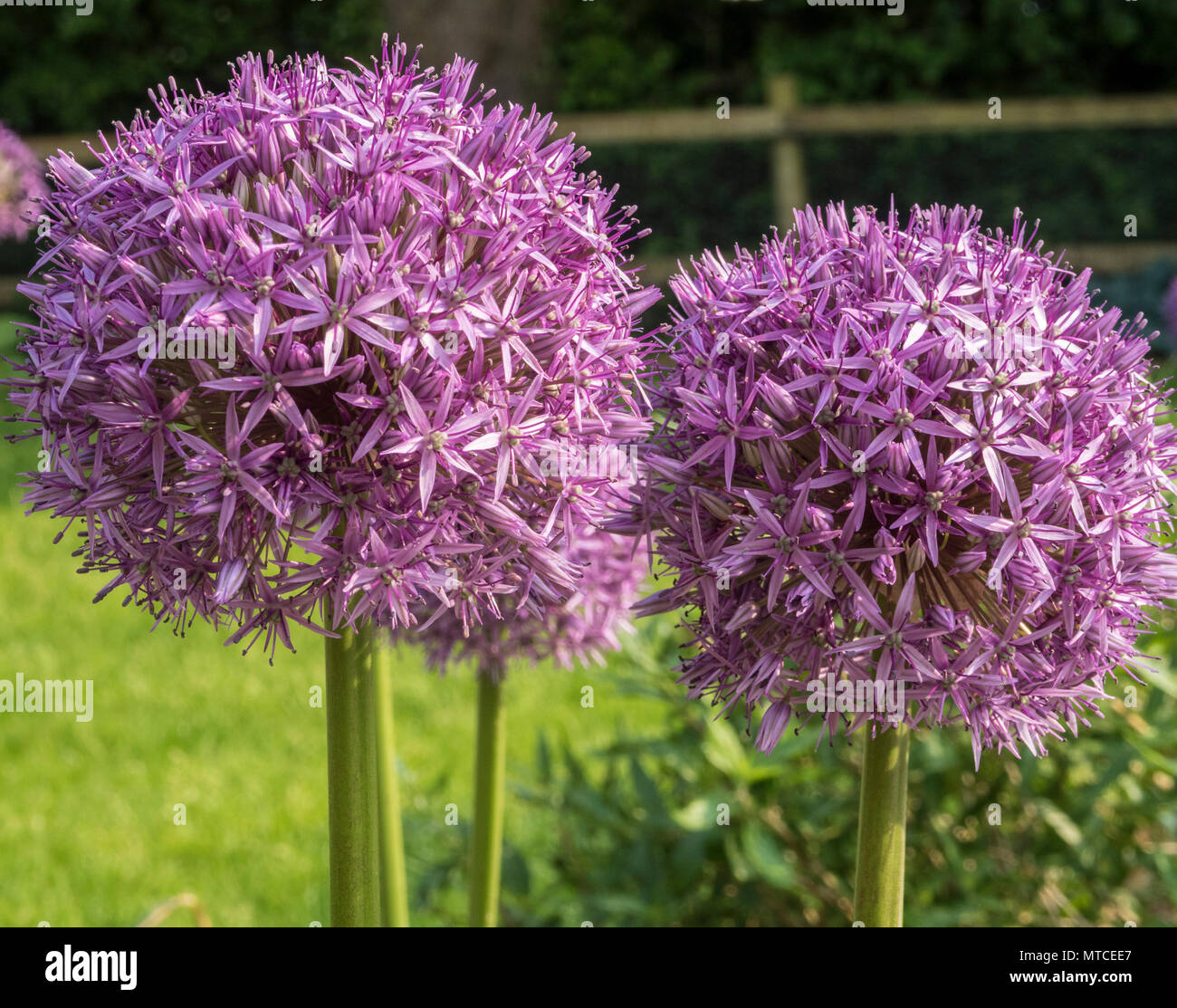 Allium globemaster, a giant allium, allium giganteum in full flower in ...