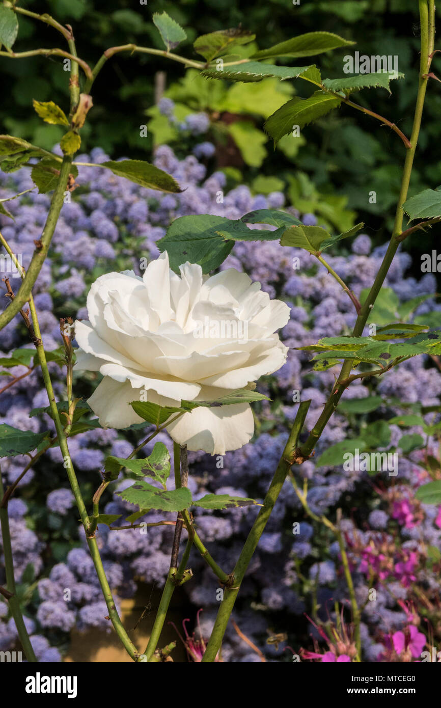 Margaret Merril rose, old variety of rose, highly scenrted, but prone ...