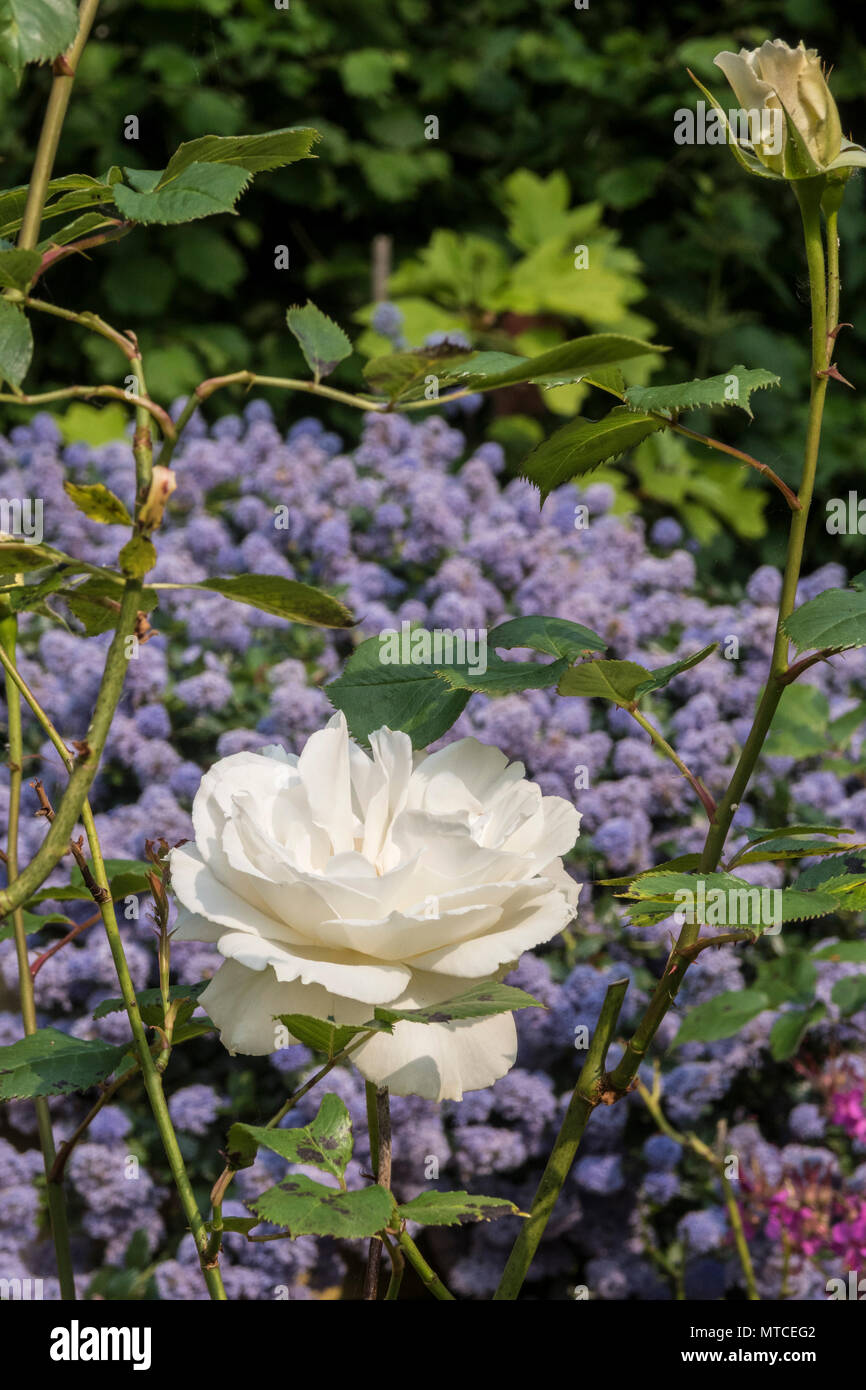 Margaret Merril rose, old variety of rose, highly scenrted, but prone ...