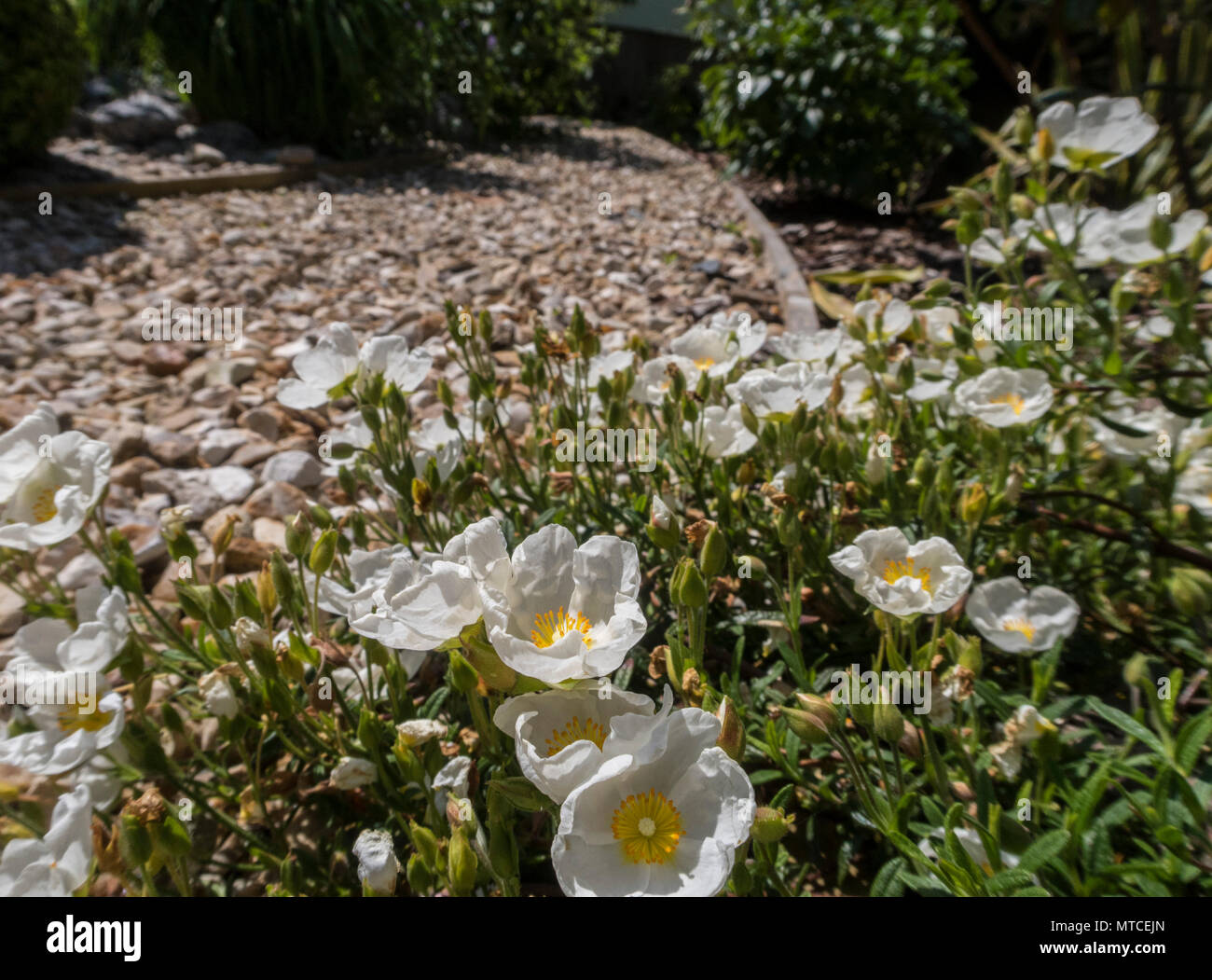 Sahuc Rock Rose, halimiocistus sahucii, softening the edges of a gravel ...