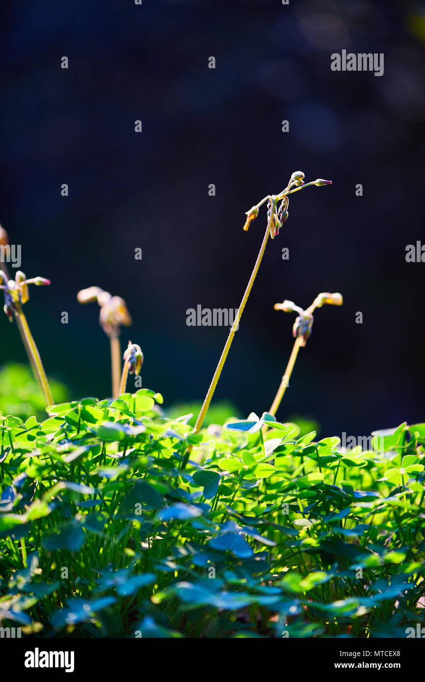 Cape Sorrel bud Stock Photo - Alamy
