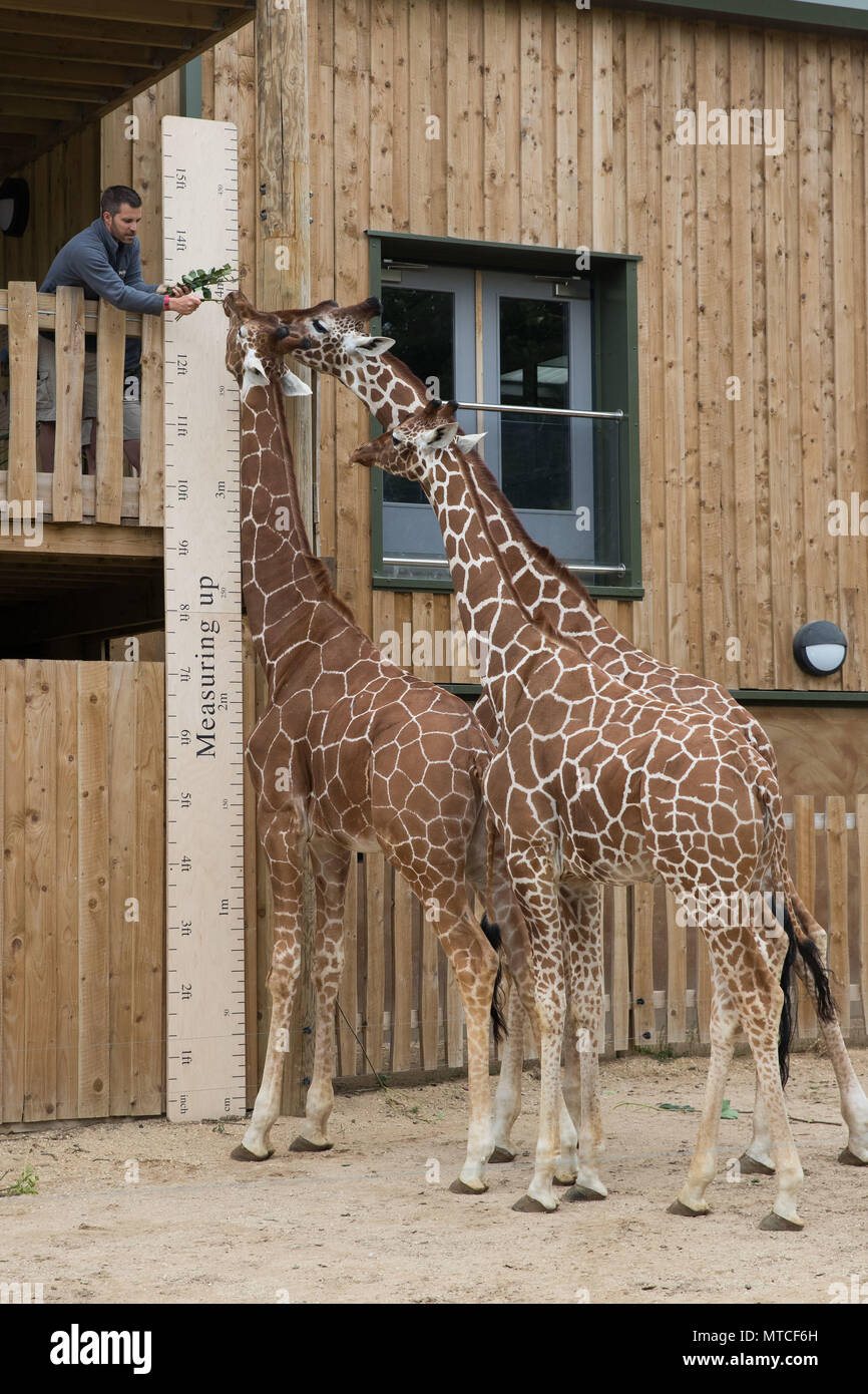 Giraffes are offered leaves and roses by Will Walker, Animal Manager ...
