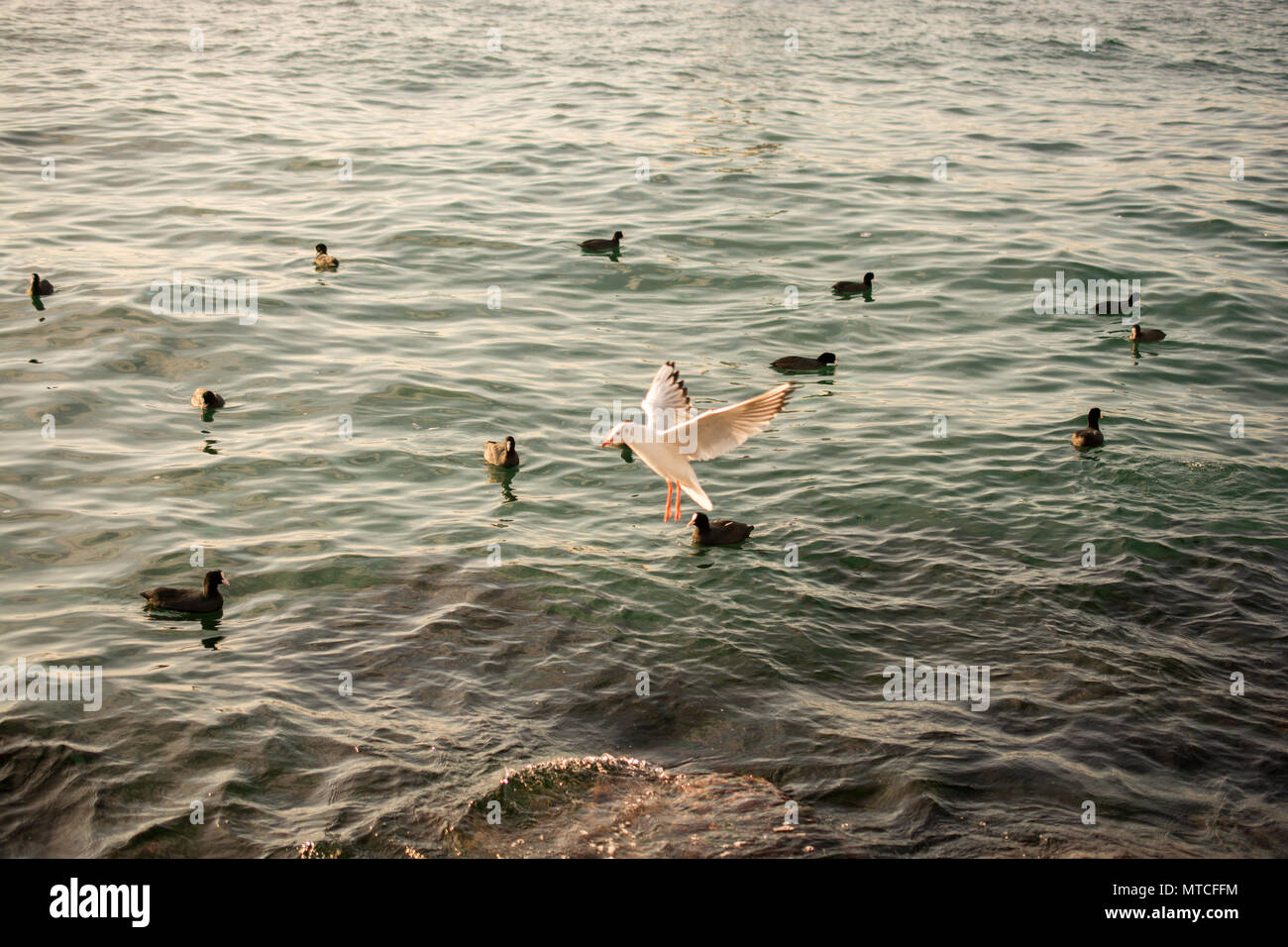 Flock of birds on water with water surface background Stock Photo - Alamy