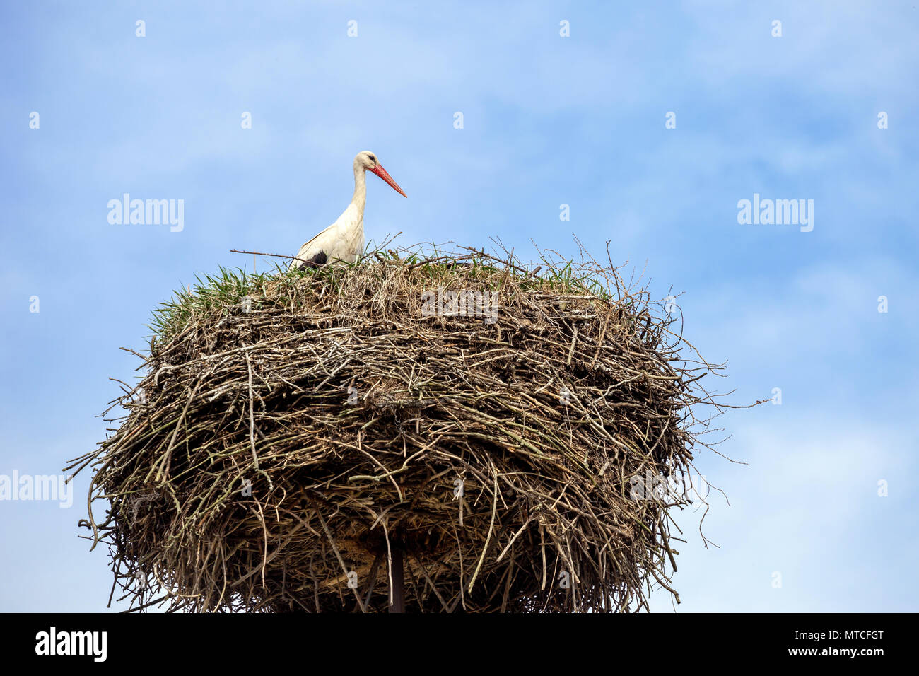 White stork on the nest in the spring Stock Photo - Alamy