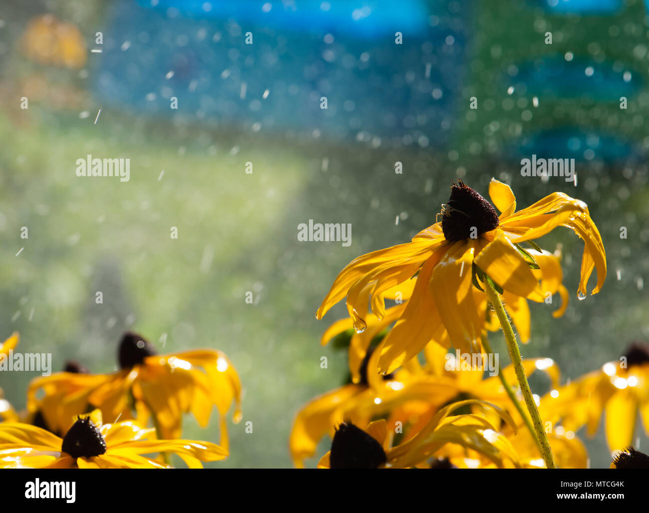 Warm summer rain hi-res stock photography and images - Alamy