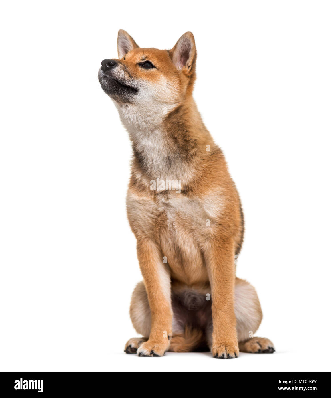Shiba Inu dog sitting against white background Stock Photo - Alamy