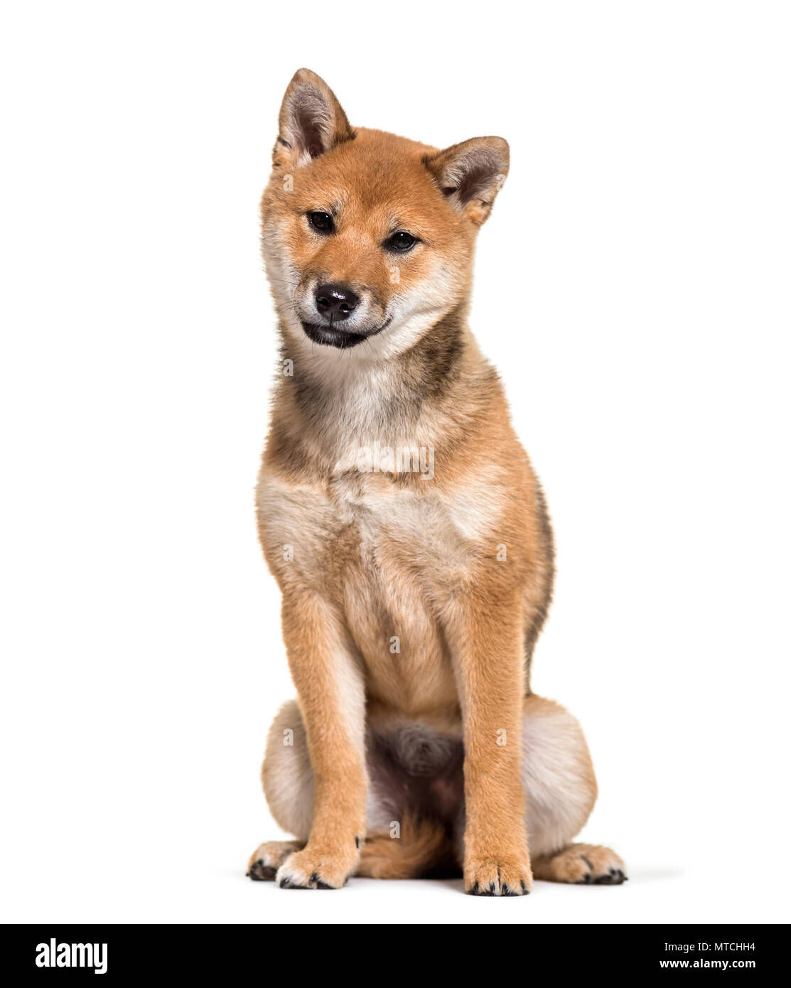 Shiba Inu dog sitting against white background Stock Photo - Alamy