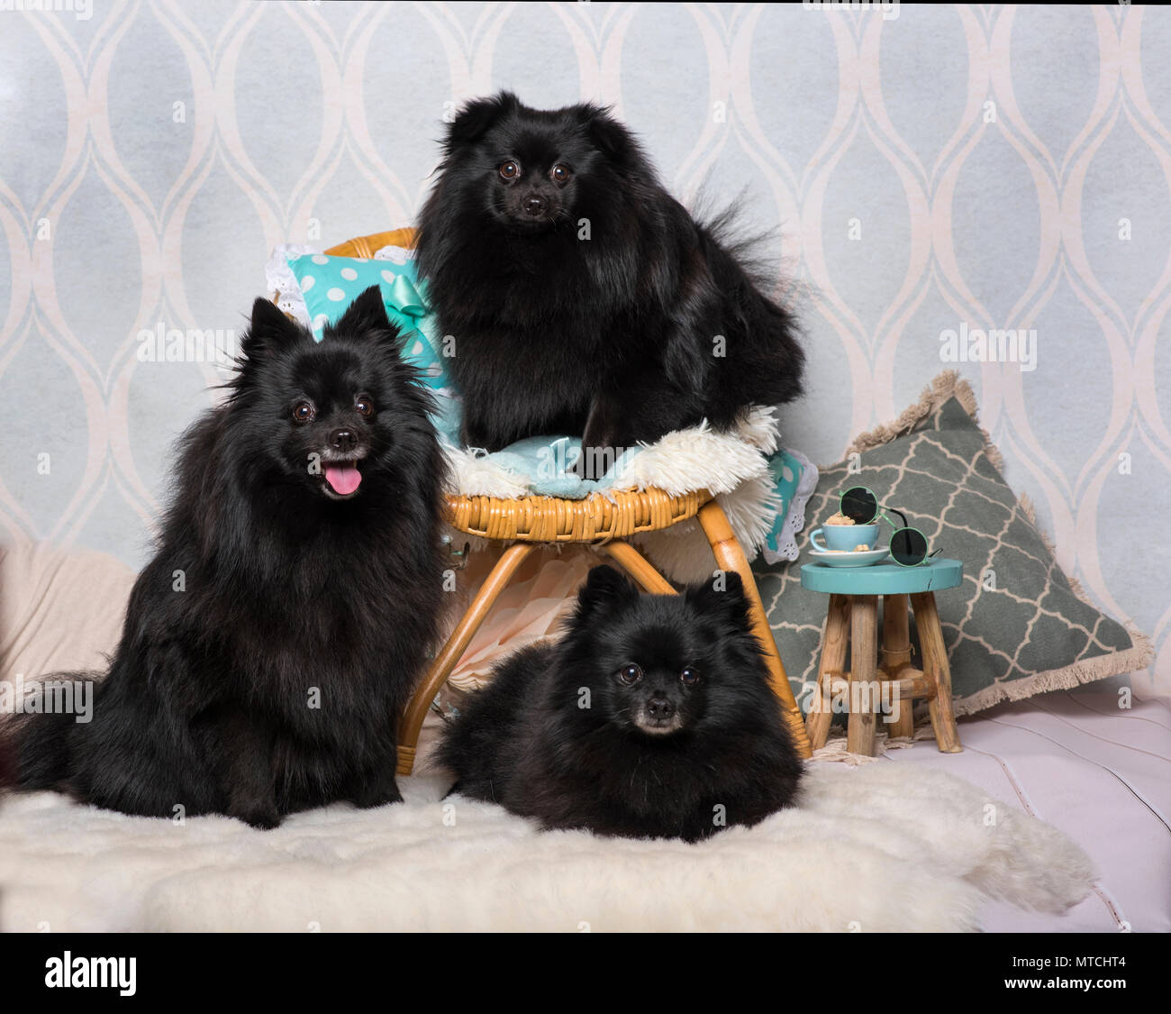 Black German Spitz dogs sitting on chair in studio, portrait Stock ...