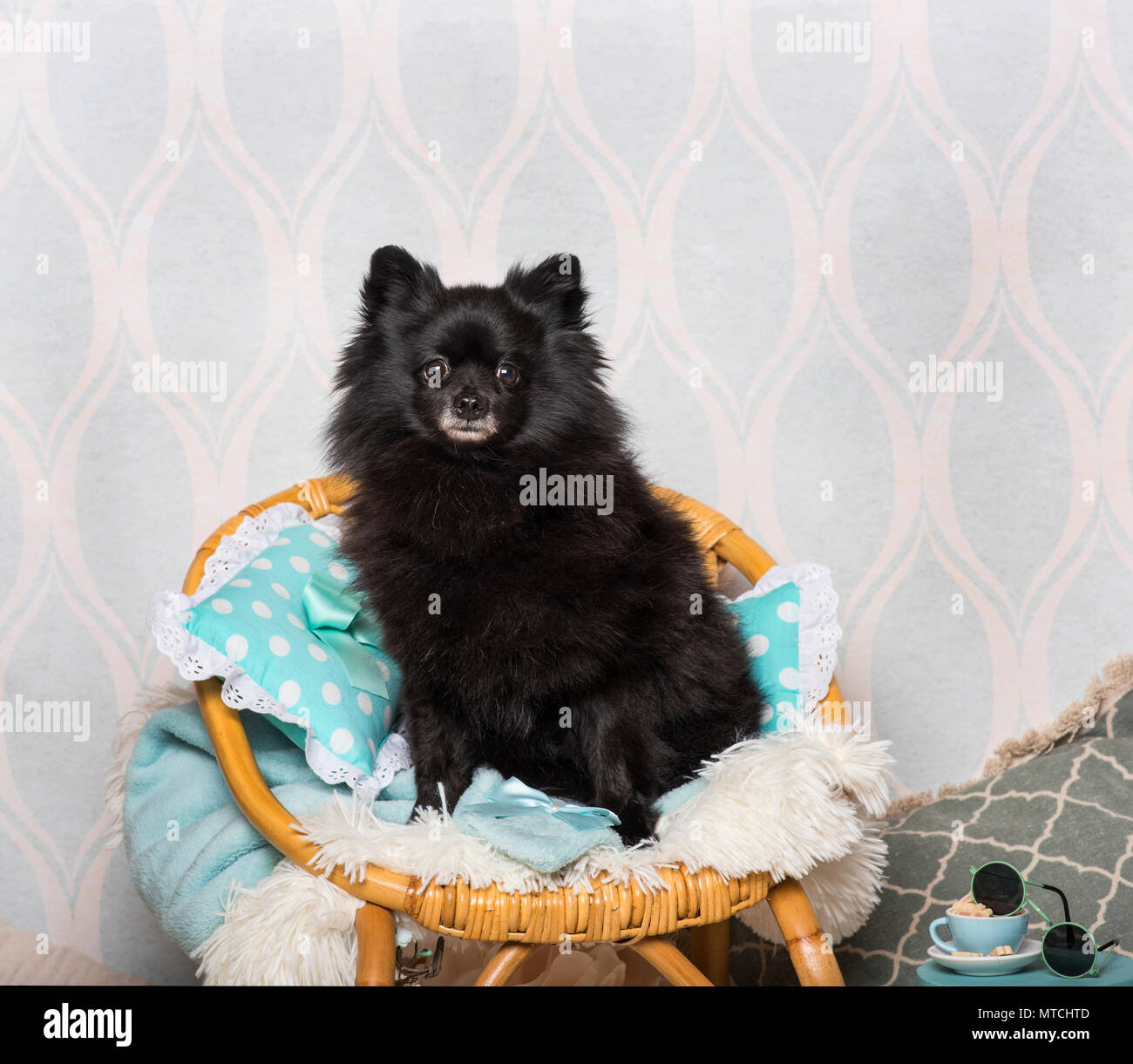 German spitz dog hi-res stock photography and images - Alamy