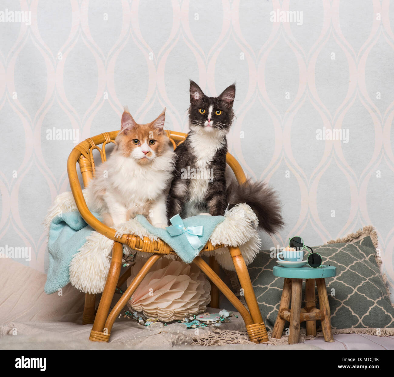 Maine coon cats sitting on chair in studio, portrait Stock Photo - Alamy