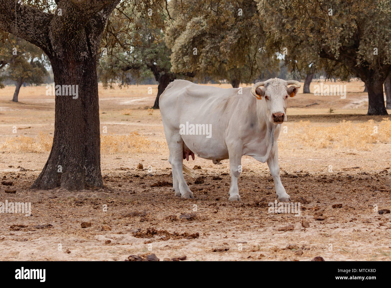 White haired cow in the countryside Stock Photo - Alamy