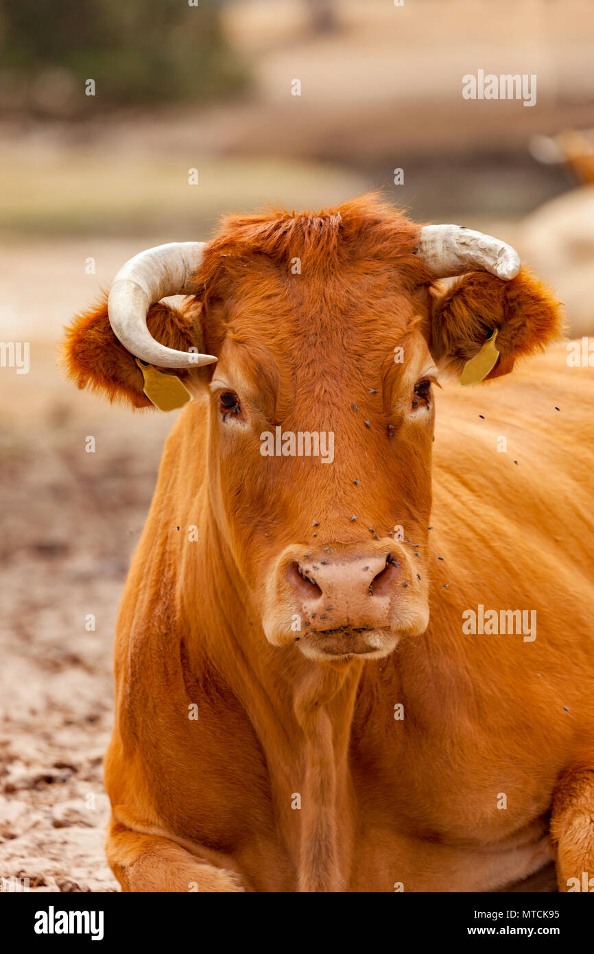 Red haired cow in the countryside Stock Photo - Alamy