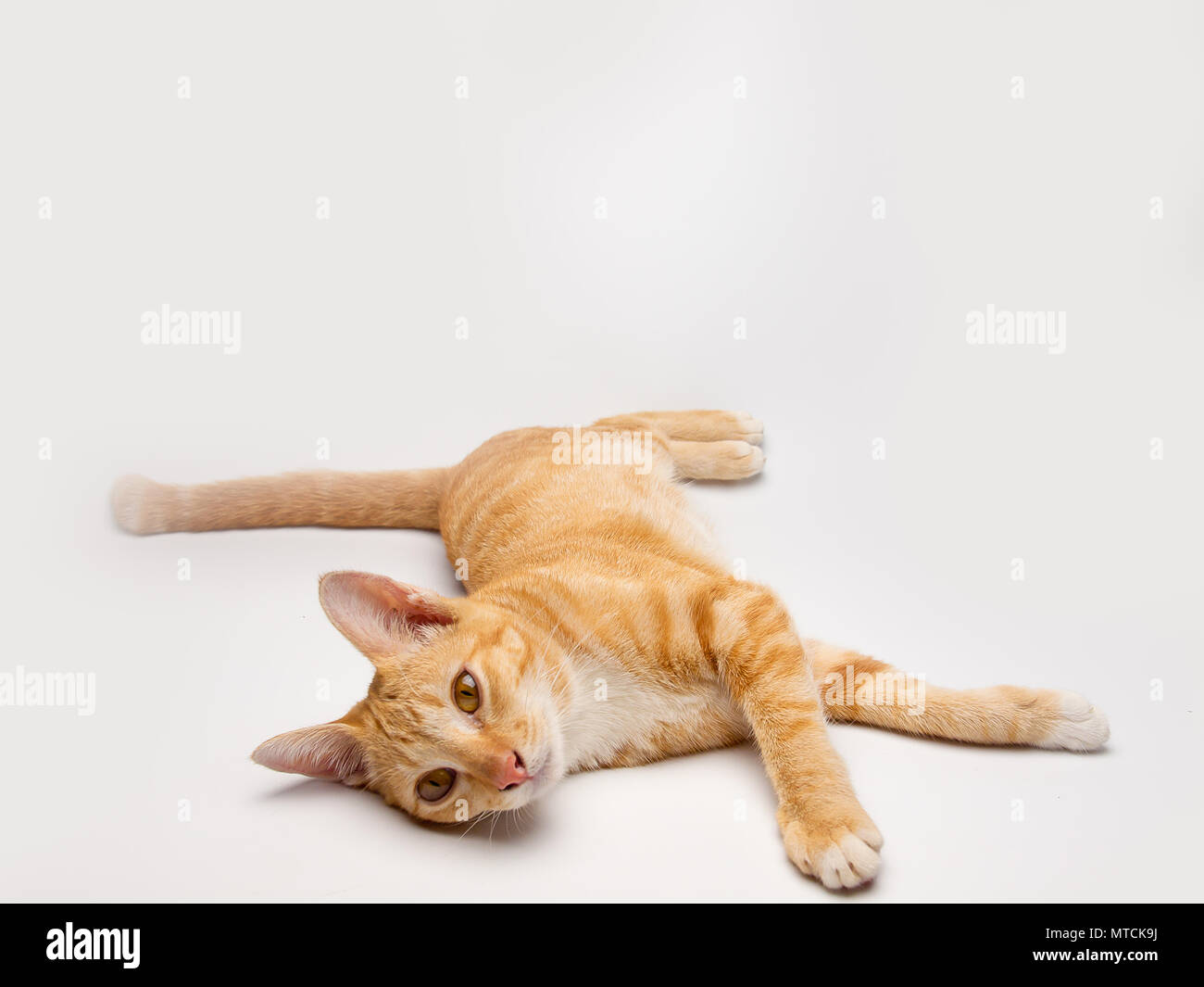 Thailand cat , a clever idea, known as flatter love Stock Photo - Alamy