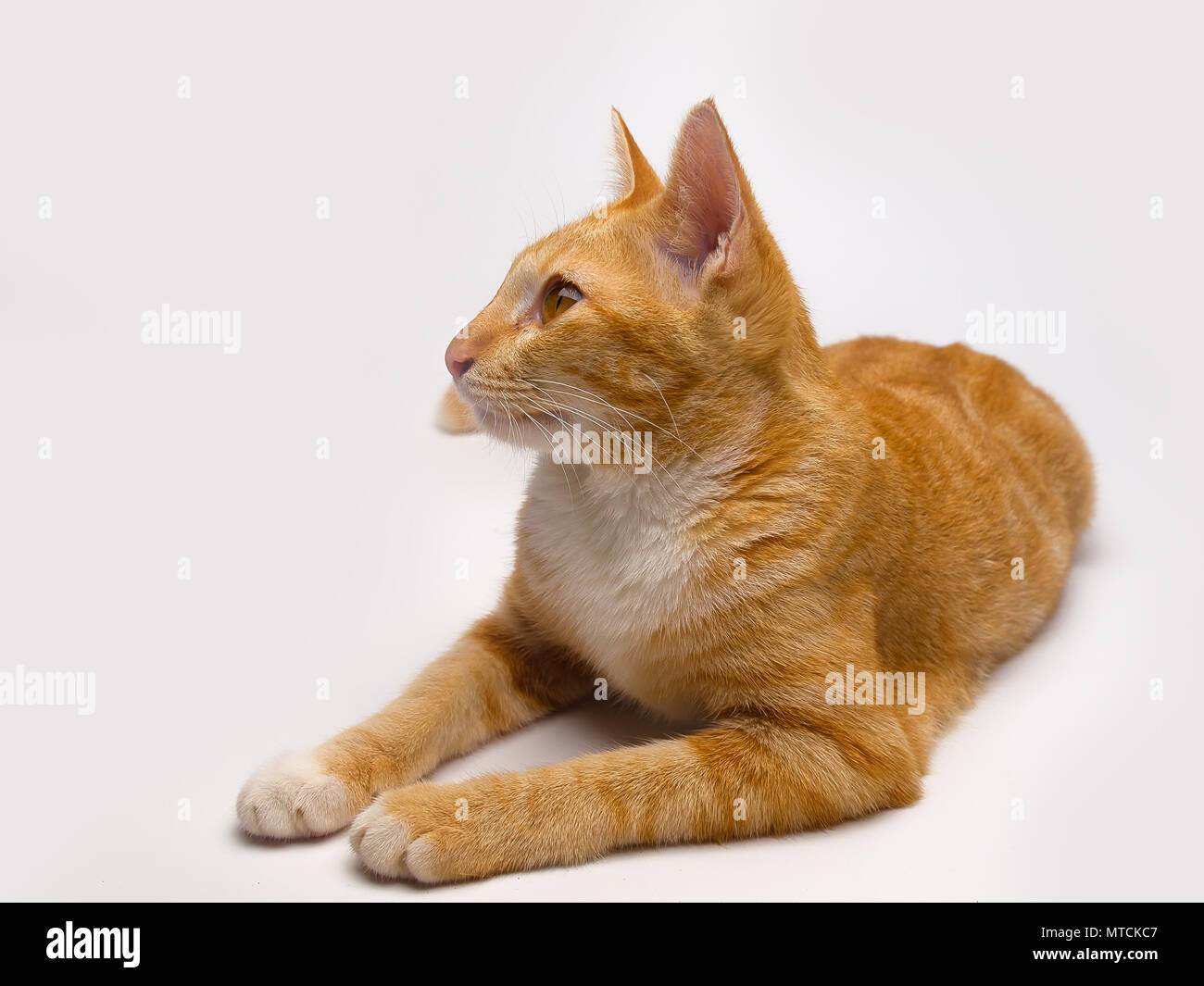 Thailand cat hi-res stock photography and images - Alamy