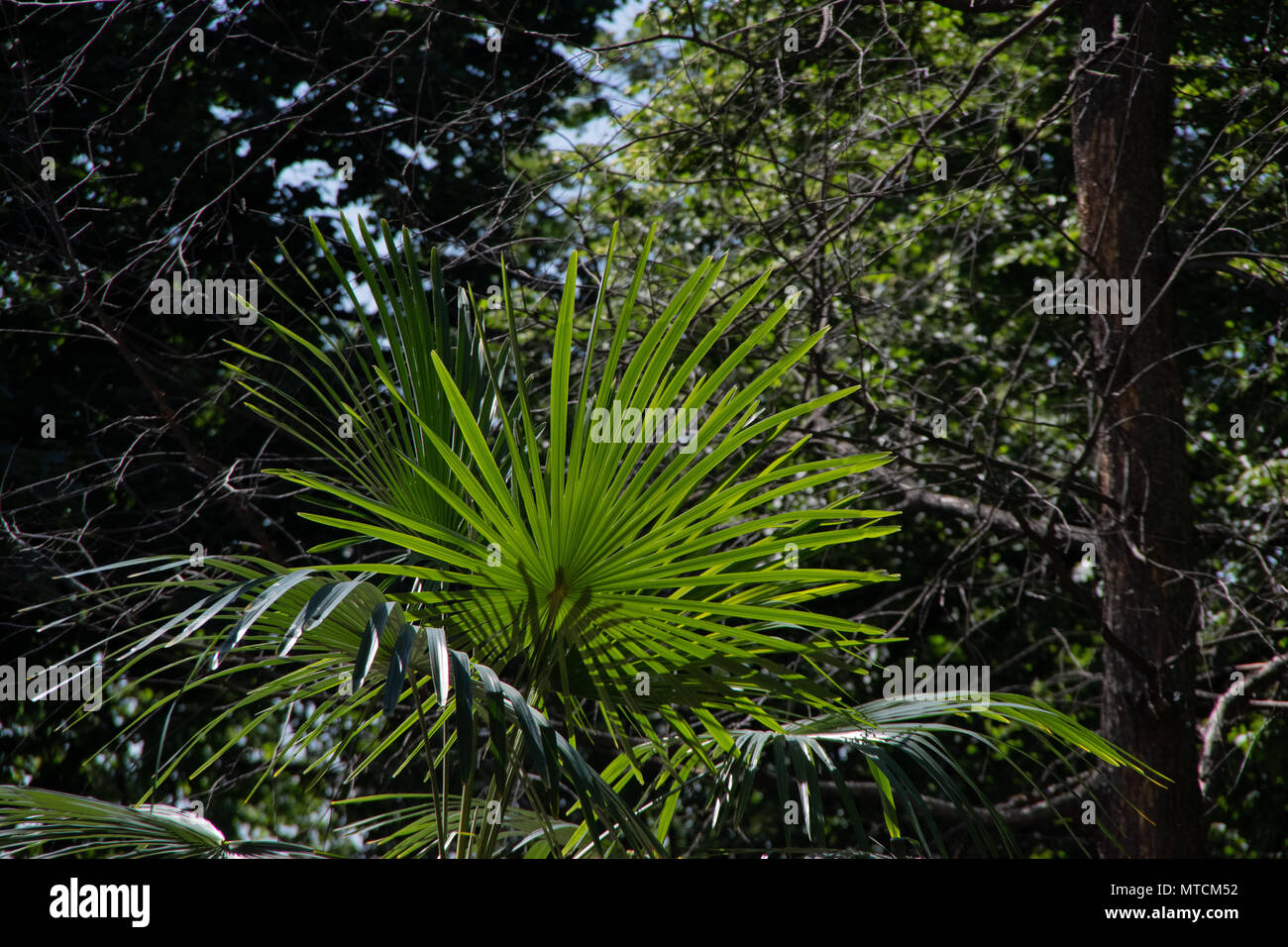 palm tree in the forest Stock Photo - Alamy