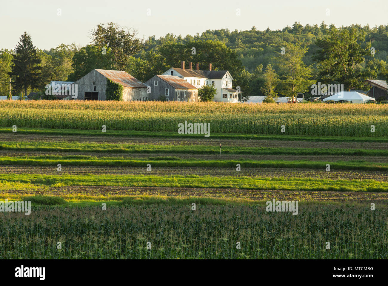 Old farmhouse in middle of field with crops and barns Stock Photo - Alamy