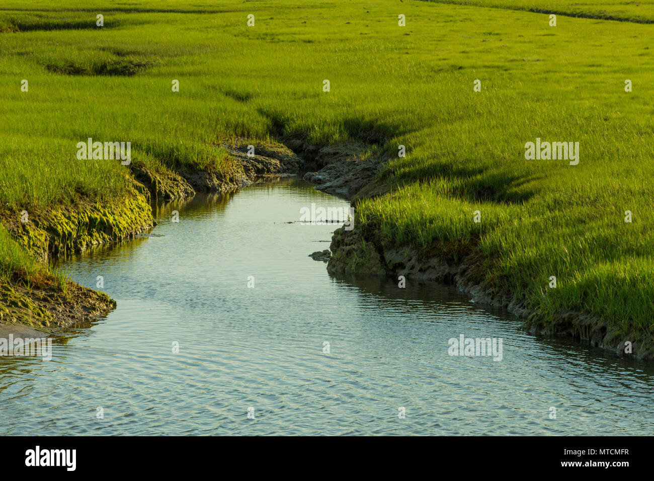 Green salt marsh with water, Rye NH, located close to Rye Harbor and it ...