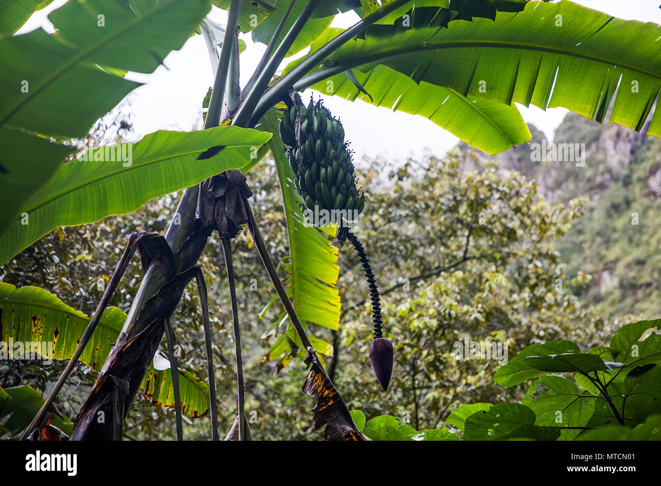 View at banana plantation in Aguas Calientes in Peru Stock Photo - Alamy