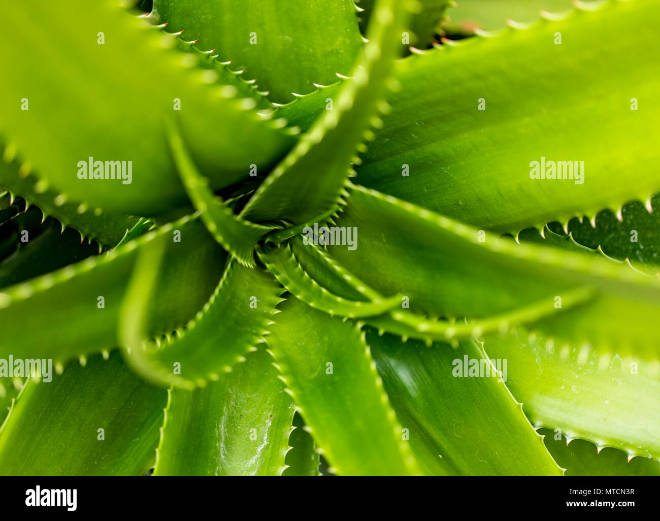 Detail of Aloe bussei succulent plant Stock Photo - Alamy