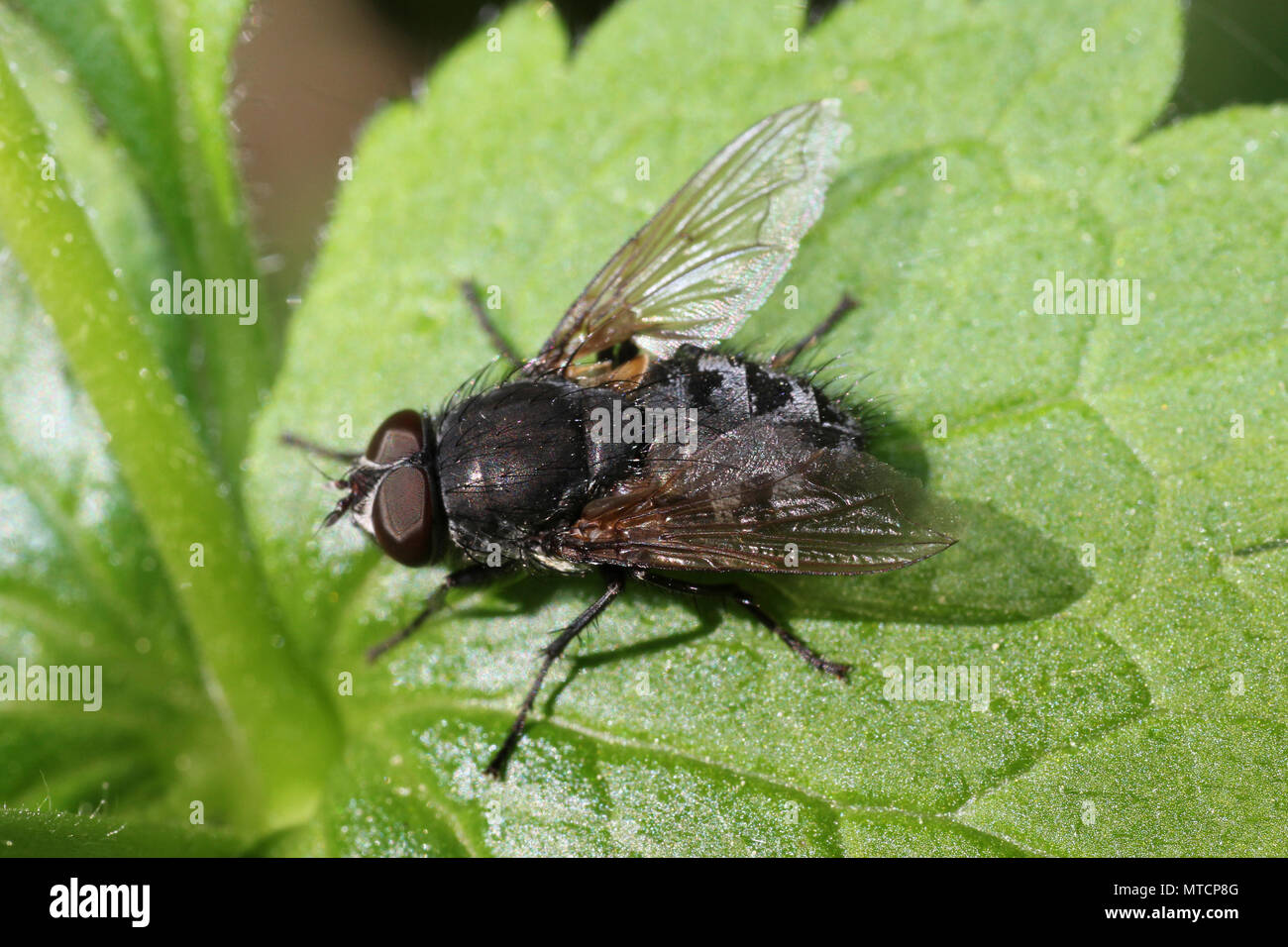 Tachinidae hi-res stock photography and images - Alamy