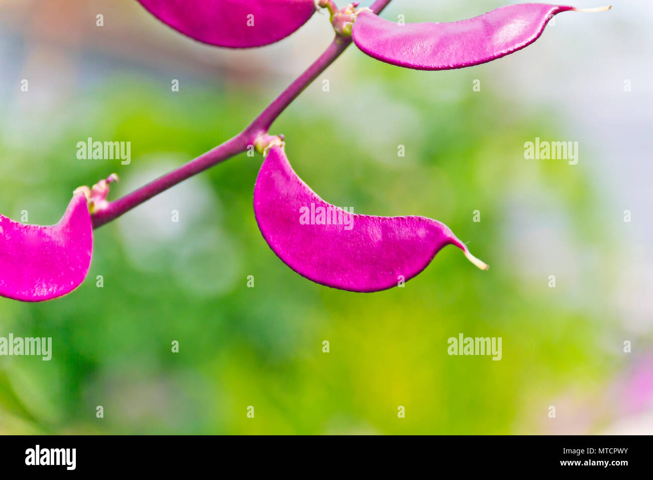 Pink pod of decorative hyacinth beans in summer Stock Photo - Alamy