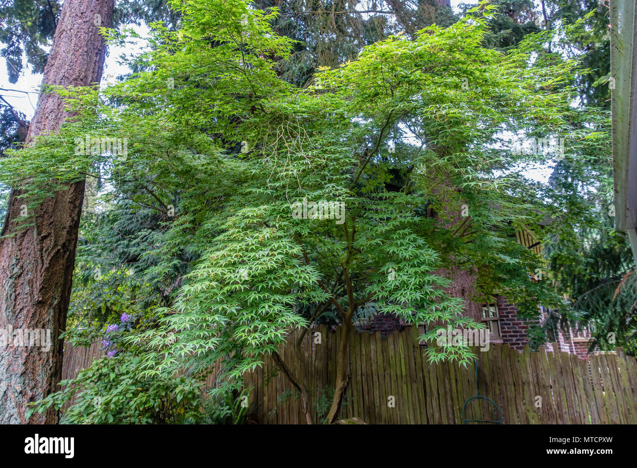 A view of an elegant Maple Tree in the back yard of a home in Burien ...
