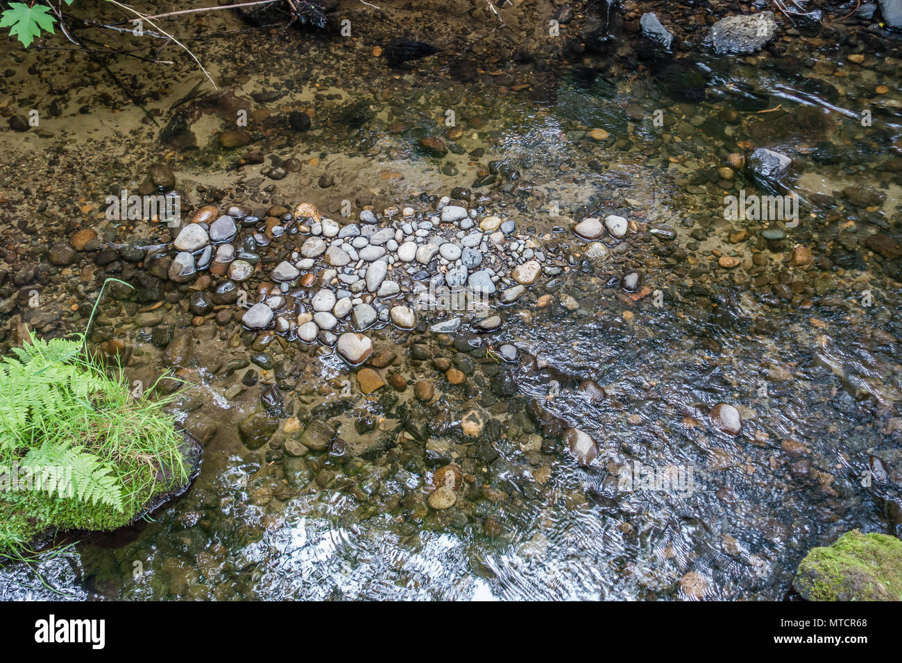 Dry rocks contrast with wet in this Pacific Northwest creek Stock Photo ...
