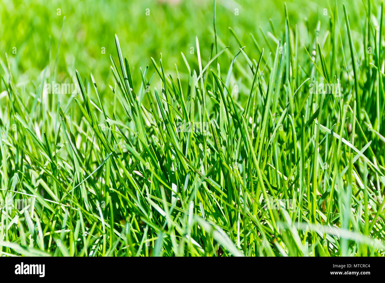 Summer picture of saturate green grass texture Stock Photo - Alamy