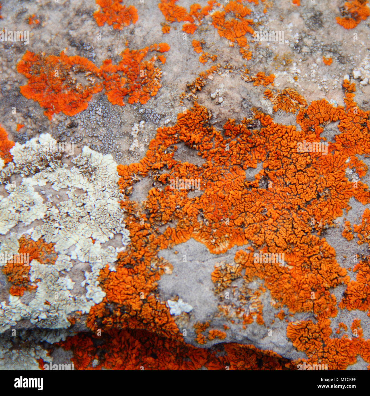 Image of colorful roughness gritty texture Stock Photo - Alamy