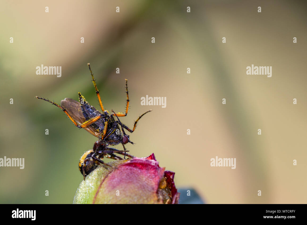 Dipterous hi-res stock photography and images - Alamy