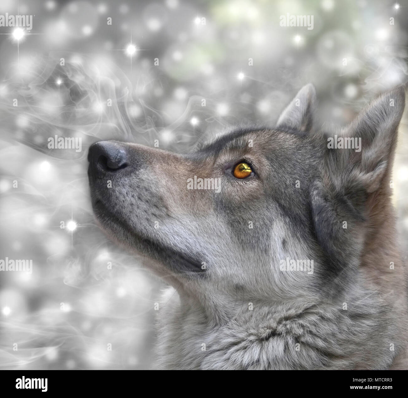 Beautiful Brown Wolf With Blue Eyes