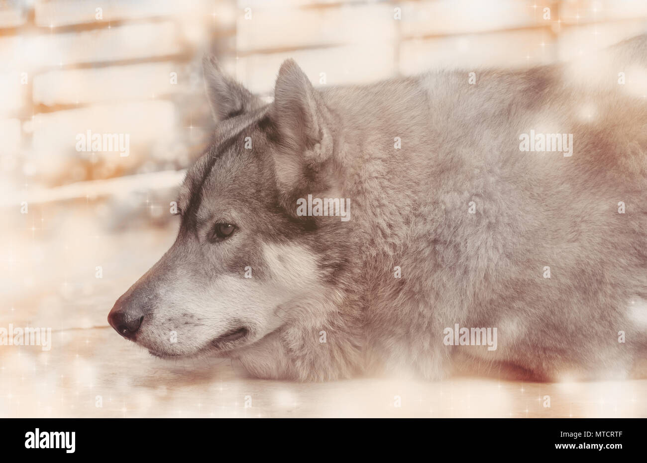 Portrait of wolf on snow background. Digital retouch. Warm tone Stock ...