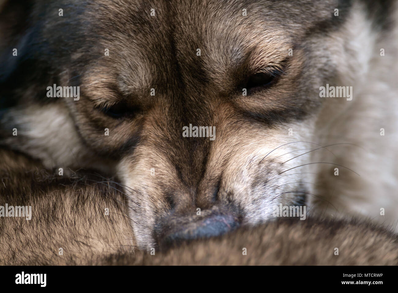 Wolf nose close up hi-res stock photography and images - Alamy