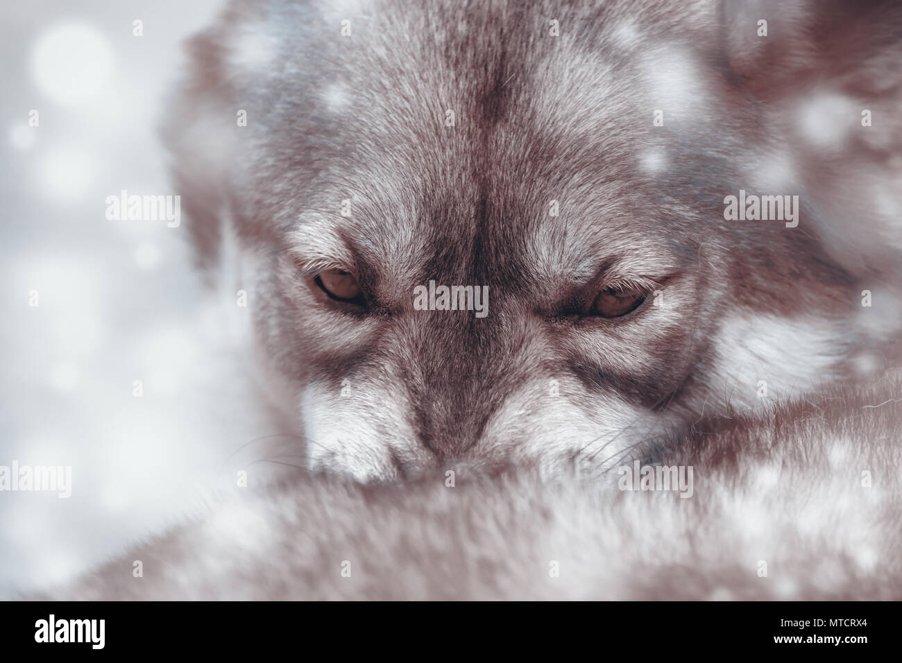Wolf nose close up hi-res stock photography and images - Alamy